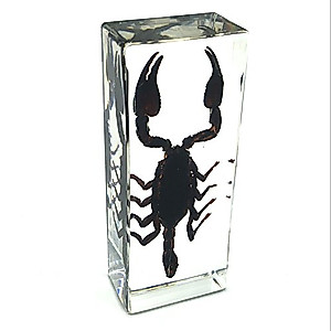 FUNSXBUG Real Black Scorpion Paperweights Specimen for Science Education Paperweight for Book for Office for Desk(4.4x1.6x1.1)