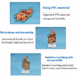PAASHE Anatomy Model Human Stomach Anatomy Model Organs Model Human Body Model Stomach Section Large Small Intestine Medical Model Study Education