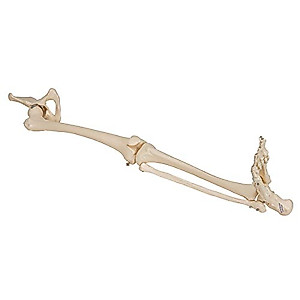 3B Scientific A36 Leg Skeleton w/Hip Bone - 3B Smart Anatomy