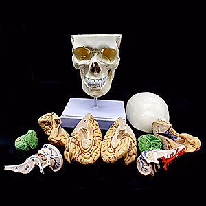 Human Skull with Brain and Cervical Vertebra Anatomical Model Life-Size Anatomy for Science Classroom Study Display Teaching Model