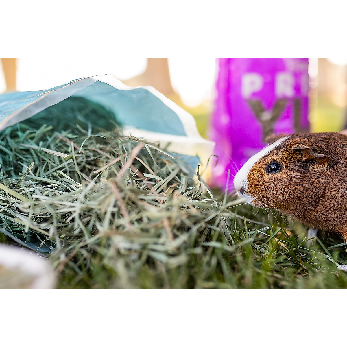 PremiYum Standlee Western Orchard Grass Hay Small Animal Food for Rabbits, Guinea Pigs, and Chinchillas, 9 lb. Box