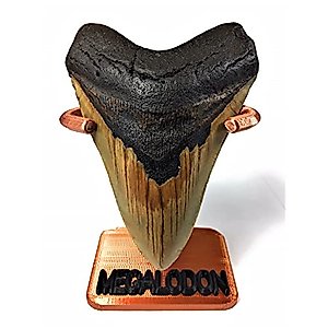 Exact Tooth as Shown in Image - Genuine One-of-a-Kind Prehistoric Fossilized Megalodon Shark Tooth with a Custom 3D-Printed Tooth Stand and a Glossy 8-1/2" x 11" Certificate of Authenticity (4.960")
