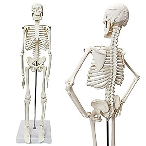 2024 New HADWYN Scientific Human Body Model for Anatomy,Human Skeleton Model,Full Body 17.7“ High with Movable Arms and Legs Bones Structures,Whole Spine and Ribs of The Skeleton Model are Integrated
