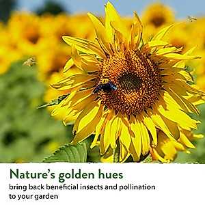 Sunflower Seeds for Planting Outside | 8 Variety Pack | Perennial Flower Seed for Your Sunflower Garden - Plant Mexican, Lemon Queen, Autumn Beauty | Dwarfs: Sunspot, Velvet Queen & More