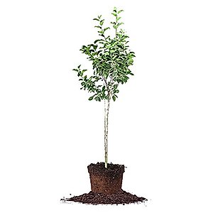 PERFECT PLANTS Dorsett Apple Tree Live Plant, 4-5', Includes Care Guide