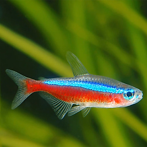 Cardinal Tetra Live Fish (8 Fish Pack) Small Size - Live Fish for Aquarium Exotic Freshwater Live Fish, Live Aquarium Fish, Live Fish, Live Freshwater Fish - Freshwater Fish Live Buy Live Fish