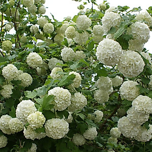 Old Fashion Snowball Viburnum Plant Live, White Snowball Bush Plant from 8 Inc Tall 4 Inc Pot for Planting