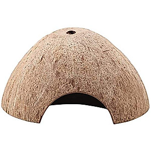 Hermit Crab Shells Large XLarge Seashells Natural Coconut Hide Reptile Hideouts- Handpicked Turbo Seashell Natural Sea Conch