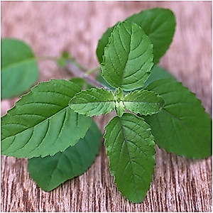 Seed Needs, Culinary Basil Herb Seed Packet Collection (8 Individual Basil Seed Varieties for Planting) Non-GMO & Untreated