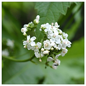 Everwilde Farms - 250 Glade Mallow Native Wildflower Seeds - Gold Vault Jumbo Seed Packet