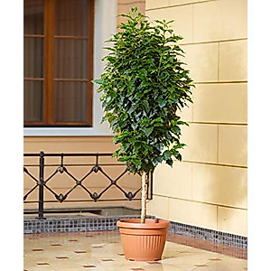 SeedsUP - 5+ Seeds Arabian Coffee Tree (Mountain Plant) - Tree Dwarf