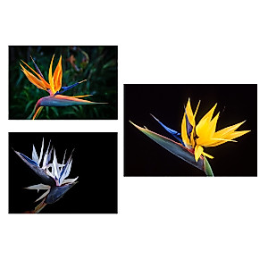 Bird of Paradise Flower Seed Bundle - 3 Colors, Orange, Yellow, White - 5 Seeds of Each Type to Grow - Great Indoor Tropical Plant or Bonsai - Strelitzia Reginae