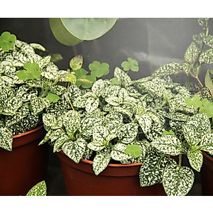 Miracle LED Tight Focus LED Full Spectrum Daylight Single Plant Growing Bulb 6W Replacing 75W Incandescent Grow Light,White