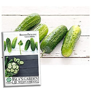 Boston Pickling Cucumber Seeds for Planting - 100+ Heirloom Seeds Per Packet, (Isla's Garden Seeds), Non-GMO Seeds, Botanical Name; Cucumis Sativus, Boston Seeds Great Home Garden Gift