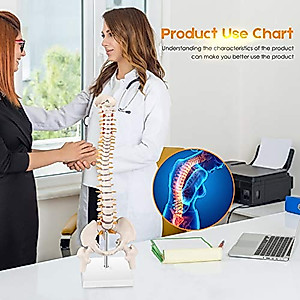 SKUMOD Human Spine Bone Skeleton Model - Human Spine Model for Medical Rehabilitation Training, Anatomical Medical Teaching Tool(15 Inch Tall)