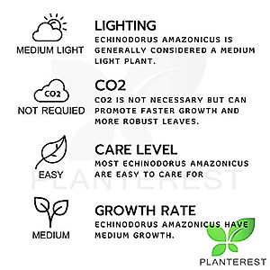 Planterest – Amazon Sword Bundle Medium Easy Background Live Aquarium Plant Decorations BUY2GET1FREE