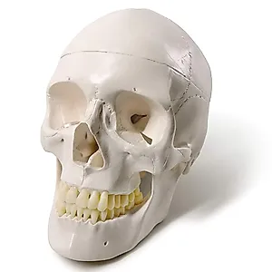Evotech Scientific Human Adult Skull Anatomical Model, Medical Quality, Life Size (9" Height) - 3 Part - Removable Skull Cap - Shows Most Major Foramen, Fossa, and Canals - for Medical Student