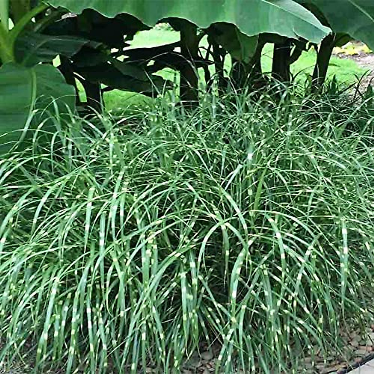 QAUZUY GARDEN 10 Seeds Zebra Grass Variegated Maiden Grass Miscanthus Sinensis Zebrinus Seeds Perennial Ornamental Grass Hardy Easy to Grow Low-Maintenance