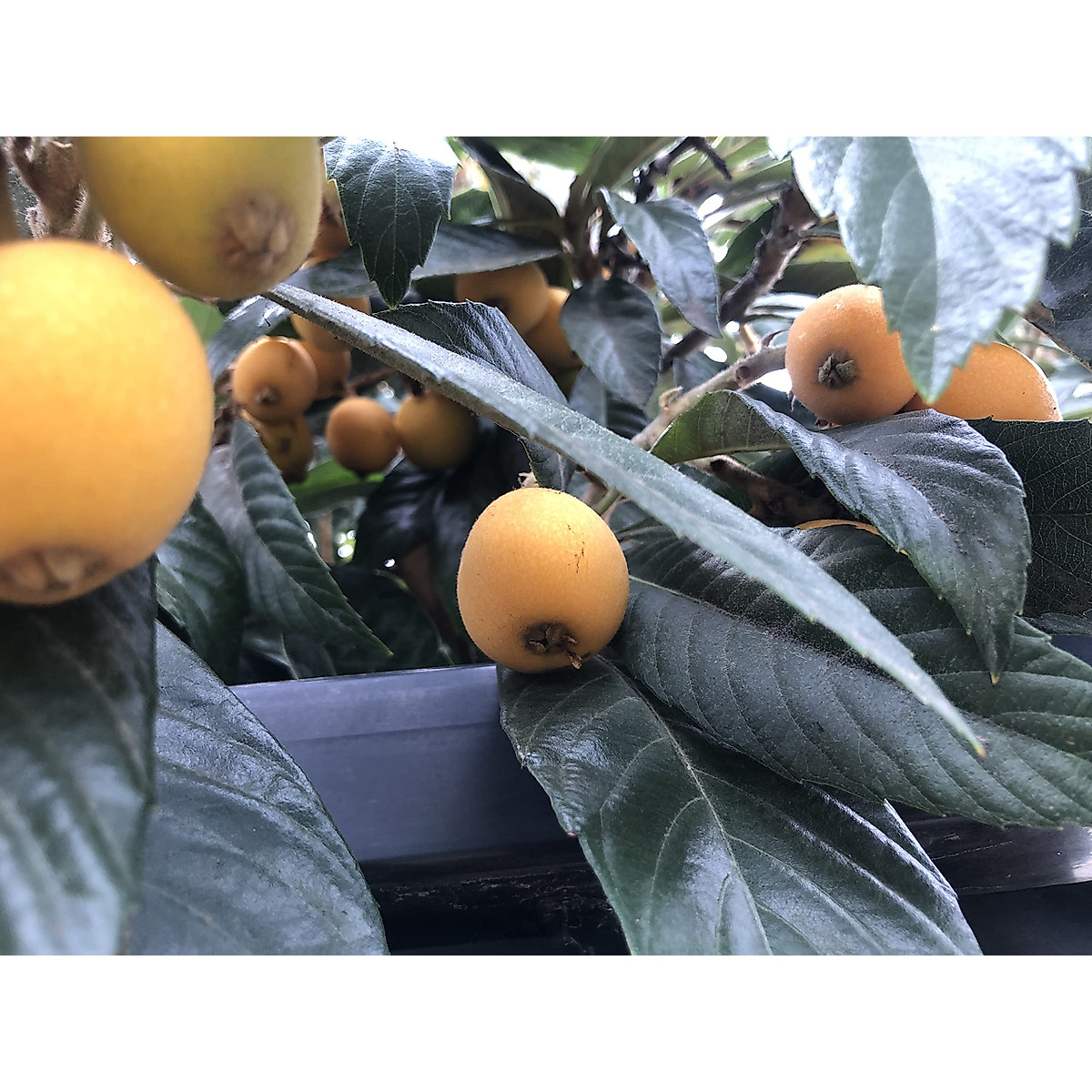 2 Packages of Loquat Fruit Eriobotrya Japonica Seeds - 5 Seeds Per Package