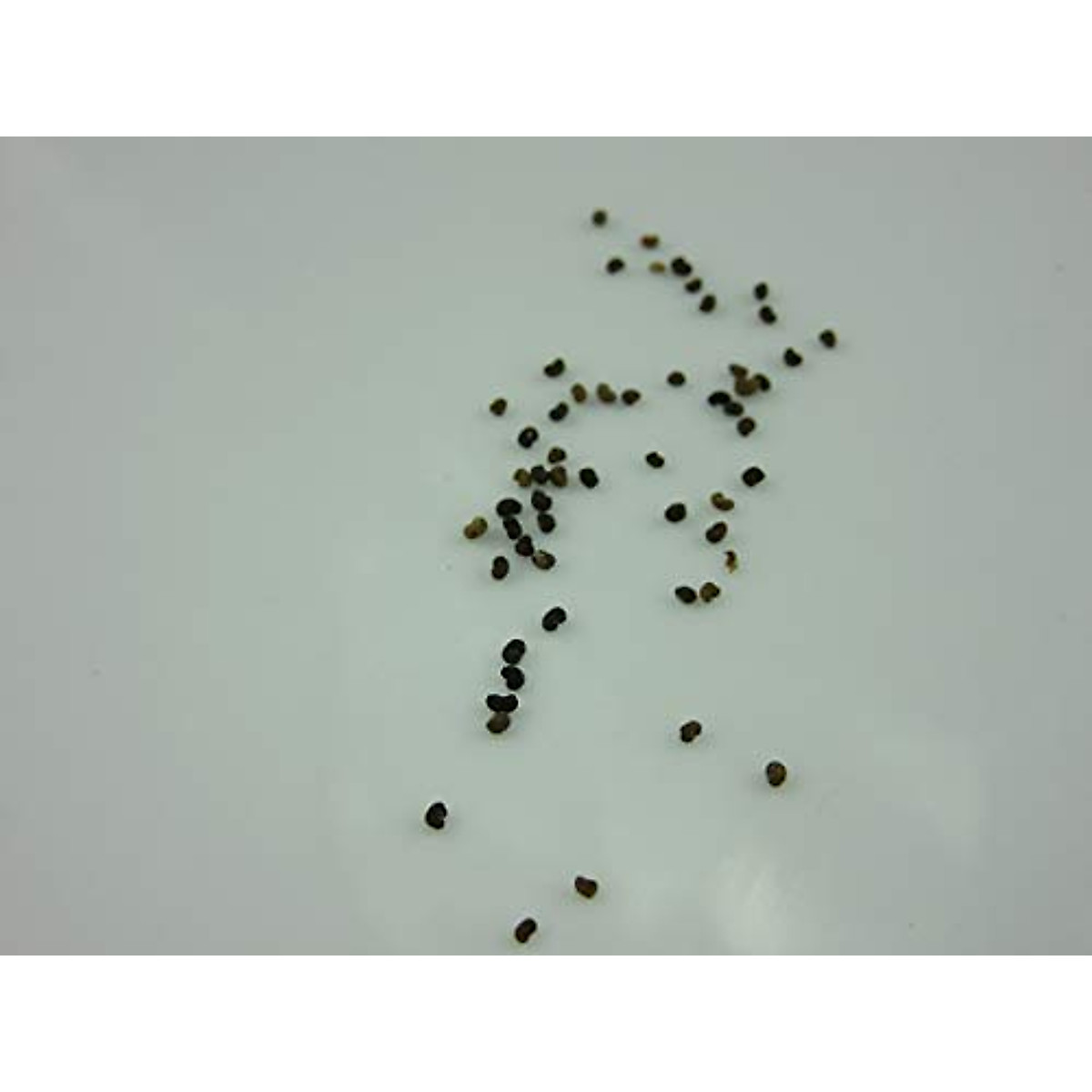 1194B-White Angels Poor Man's Orchid (Schizanthus pinnatus) Seeds by Robsrareandgiantseeds UPC0764425788430 Non-GMO,Organic,USA Grower,Bonsai,Showy, Butterfly Flower,1194-B Package of 15 Seeds