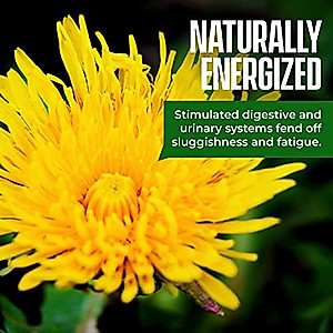 Dandelion Root Tea Detox Tea - Raw Organic Vitamin Rich Digestive (Dandelion Root, 20 Count (Pack of 3))