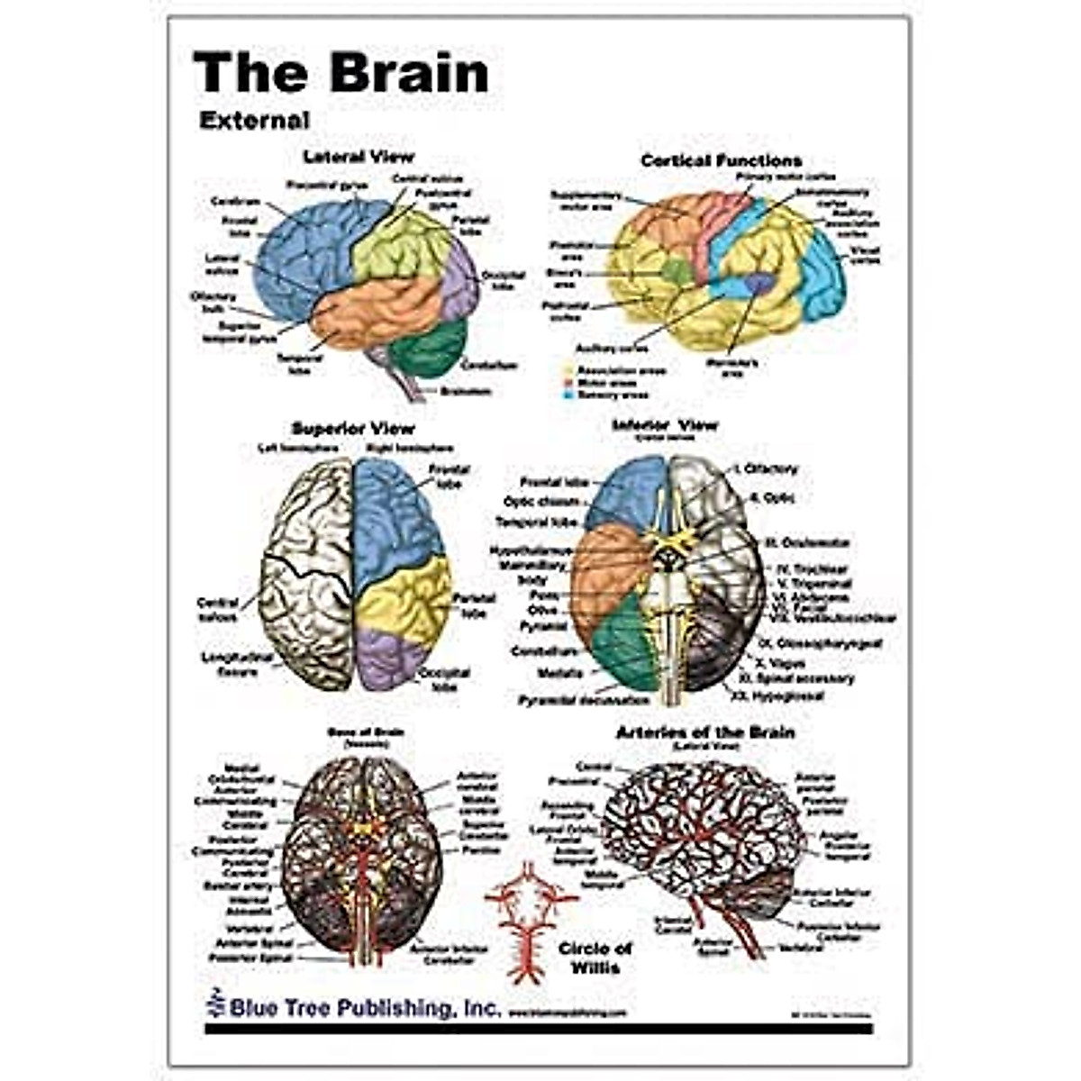 Brain Anatomical Chart