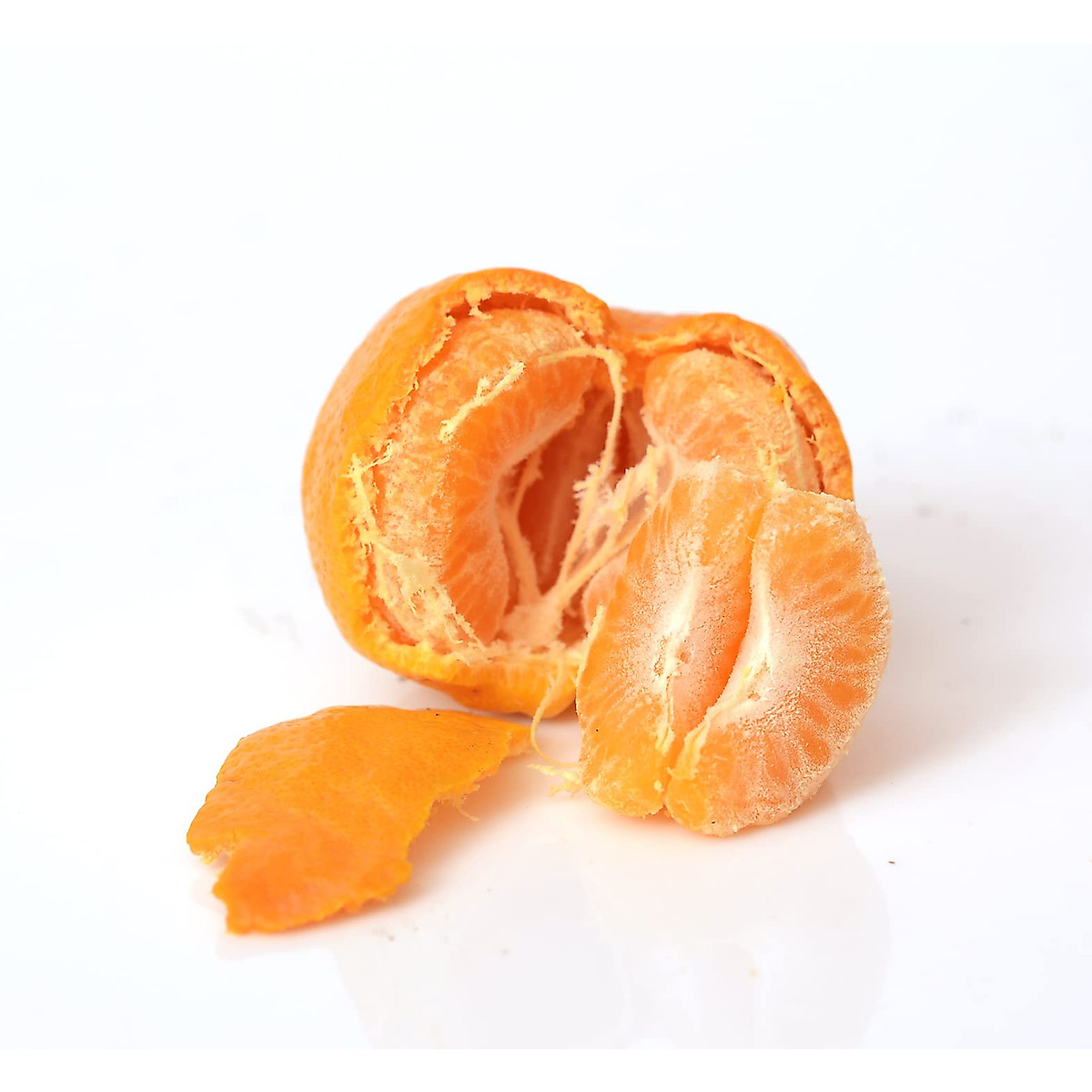 Gerald Winters and Son Satsuma Mandarin Tree Starter Plant. Citrus unshiu. 3'' - 5''