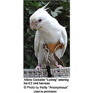 Avianweb EZ Bird Harness with 6 Ft Leash (Cockatiels)