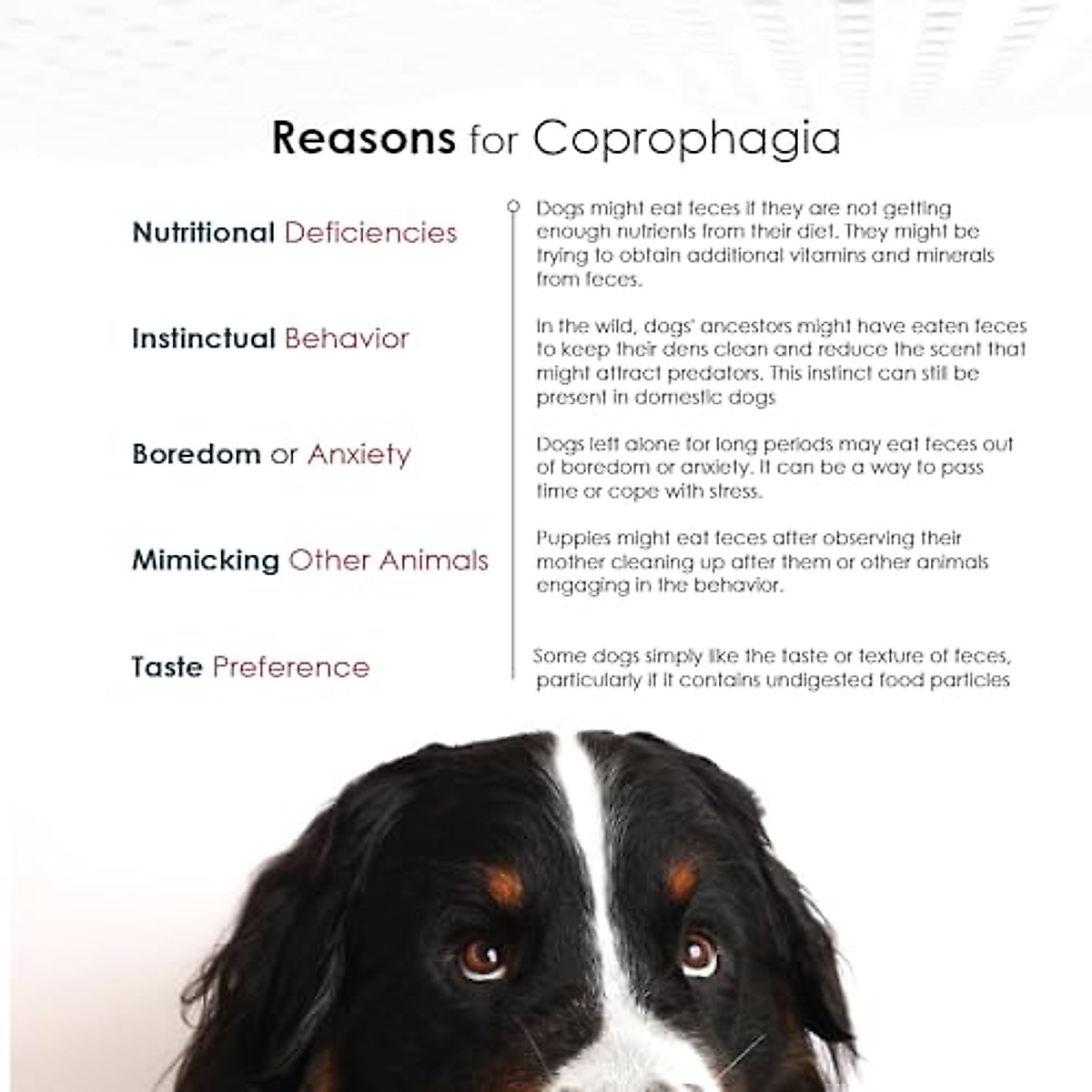 Nixit Stool-Eating Preventative for Dogs - Vitamin B Supplement - Chicken Liver and Natural Fish Flavored Powder - 10.5 oz