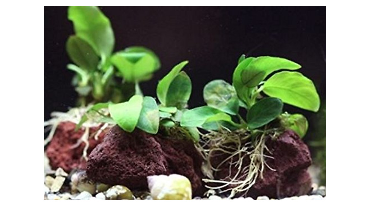 Greenpro Anubias & Driftwood - Freshwater Plants for Tanks
