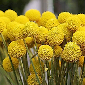 Craspedia Globosa Seeds Billy Buttons Evergreen Perennial Drought Tolerant Attracts Bees & Butterflies Cut Flowers Bed Border Garden Outdoor 200Pcs Flower Seeds by YEGAOL Garden