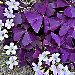10 Pcs Purple Shamrock Bulbs Seeds Oxalis Triangularis Organic Bulbs Plants Seeds for Planting Home Garden Non-GMO