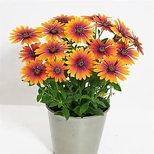 CHUXAY GARDEN Pink Orange Osteospermum-'Serenity Bronze'African Daisies 25 Seeds Annual Flowering Plant Bloom Summer and Fall Beautiful Flower Grows in Garden and pots