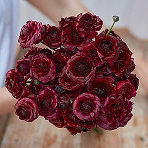Ranunculus Bulbs - Black - 100 Bulbs - Black Flower Bulbs, Corm Attracts Bees, Attracts Pollinators, Easy to Grow & Maintain, Fragrant, Container Garden