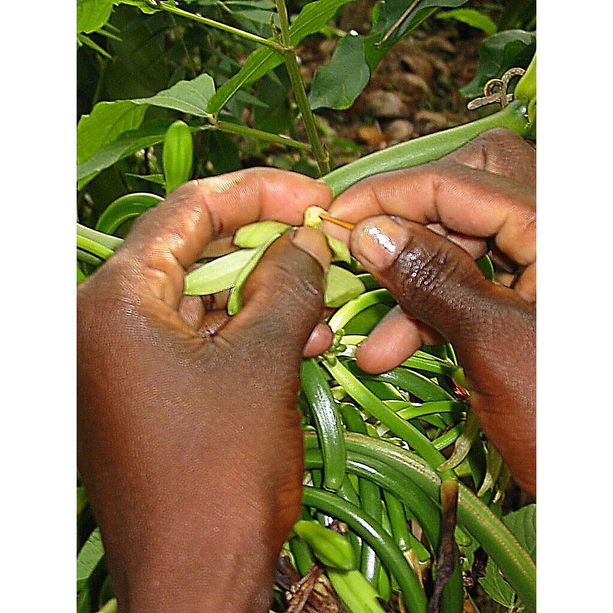 25 Tahitian Extract Grade B Vanilla Beans 4~6" by Vanilla Products USA