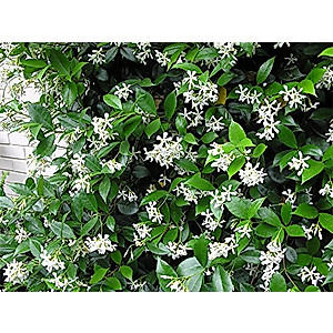 AMPLEX Confederate Jasmine Vine Live Plant, 3 gallon, Creeping Vine