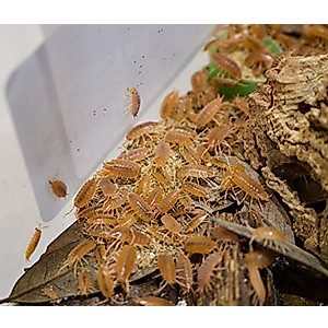 Isopod Depot Iso Chow Variety Mix Blend 1.5 oz - Premium Isopod Food, Isopod Treat, Springtail Food