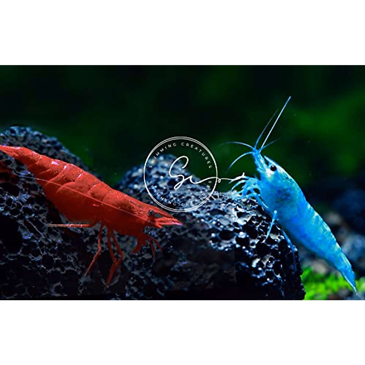 Swimming Creatures 5 Fire Cherry Red & 5 Blue Velvet Neocaridina Freshwater Aquarium Live Shrimps. Live Arrival Guarantee.