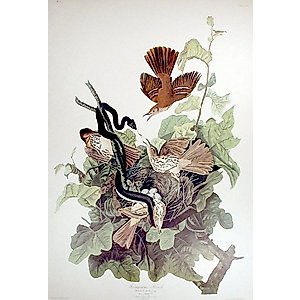 Ferruginous Thrush. From"The Birds of America" (Amsterdam Edition)
