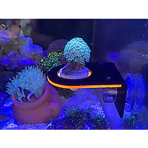 Fluorescent Green Coral Frag Holder Acrylic Coral Rack with Powerful Suction Cup and Placstic Screws Suitable for Household Fish Tanks (2pcs 1 Plug Hole Green+Orange)