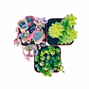 Succulents Plants Live (3-Pack) 2" Hanging Plants Starter Pack, Live Succulent Plants Fully Rooted in Planter Pots with Succulent Soil Mix by The Succulent Cult (3 Pack)
