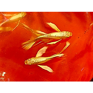 1 Breeding Pair- Full Gold 24K Guppy Live Fish- Grade A+ (Full Gold 24K Ribbons), 3 months