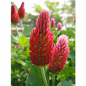 Tri-Clover by Eretz - Three Part Blend of Clovers Providing Beauty, Cover, and Natural Attractant. No Coatings or Fillers, Premium Seeds (1lb)