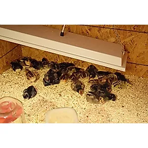 SWEETER HEATER Infrared Heater for Chicks & Pets, Overhead 11x30, 100 Watt