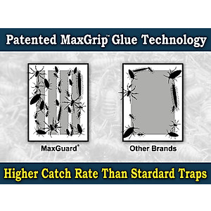 MaxGuard MaxGrip Glue Traps (24 Traps) Non-Toxic Extra Sticky Glue Board Pre-Baited with Fruity Scent Attractant Trap & Kill Insects, Bugs, Spiders, Crickets, Scorpions, Cockroaches, Centipedes, Mice