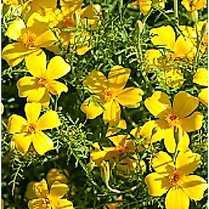 Marigold Flowers (Lemon Gem) Seeds (20+ Seeds) | Non GMO | Vegetable Fruit Herb Flower Seeds for Planting | Home Garden Greenhouse Pack