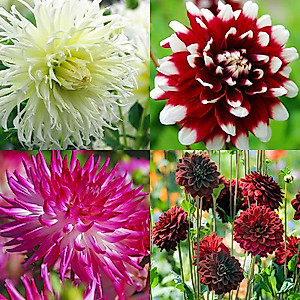 Delightful Dahlia Flower Bulb Mix (8 Pack of Top Size Bulbs) - Huge Exotic Showy Blooms - Assorted Colors - Ships from USA
