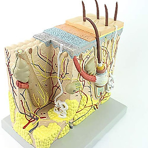 Teaching Model,Skin Anatomy Model, Skin Model, Enlarged Human Skin Anatomical Structure Model, Skin Beauty Plastic Face and Face Model for Biology Cosmetic Surgery Teachi