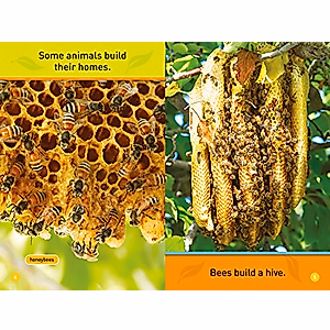 National Geographic Kids Readers: Animal Homes (Prereader)