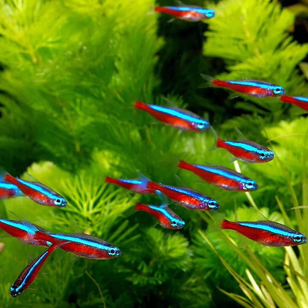 Cardinal Tetra Live Fish (8 Fish Pack) Small Size - Live Fish for Aquarium Exotic Freshwater Live Fish, Live Aquarium Fish, Live Fish, Live Freshwater Fish - Freshwater Fish Live Buy Live Fish